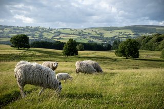 Samaritans Cymru Launch New Ground-breaking Project At Royal Welsh Show ...